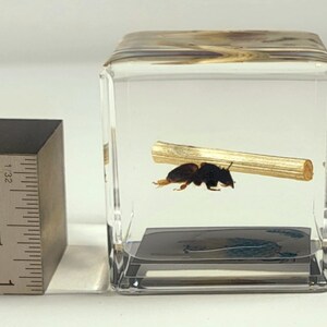 Real Honey Bee Honeybee W/ Decoration in Clear Lucite Resin 40mm Cube ...