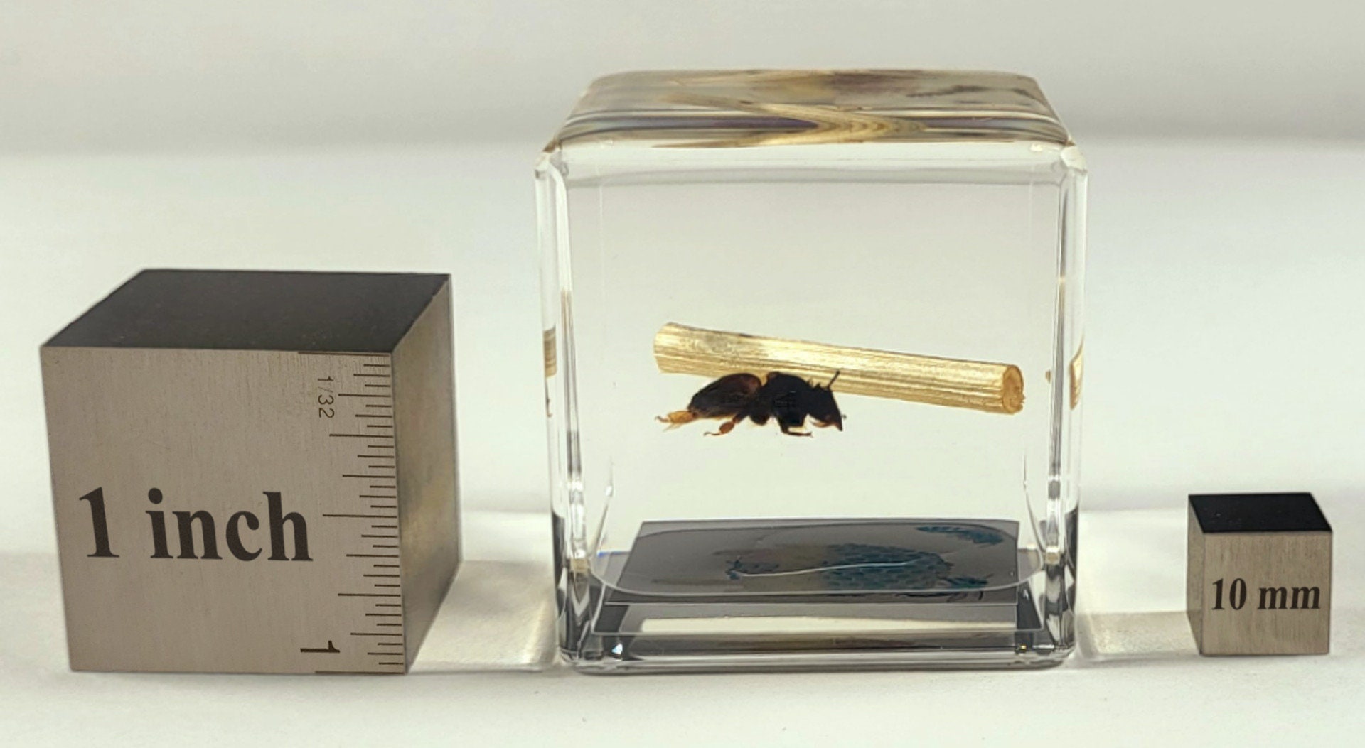 Real Honey Bee Honeybee W/ Decoration in Clear Lucite Resin 40mm Cube ...