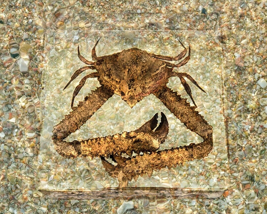 Real Elbow Crab in Clear Lucite Resin 74mm Preserved Aquatic Animal ...