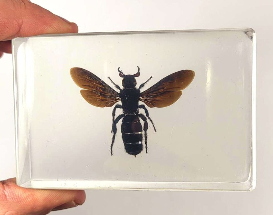 Real Scolia Affinis Wasp W/ Open Wings in Clear Lucite Resin 86mm ...