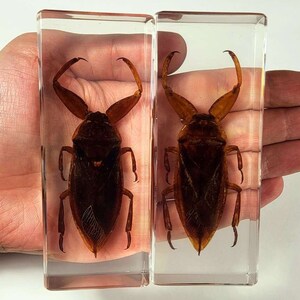 Real Giant Asian Water Bug in Clear Lucite Resin 109mm Preserved ...