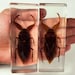 Real Giant Asian Water Bug in Clear Lucite Resin 109mm Preserved ...