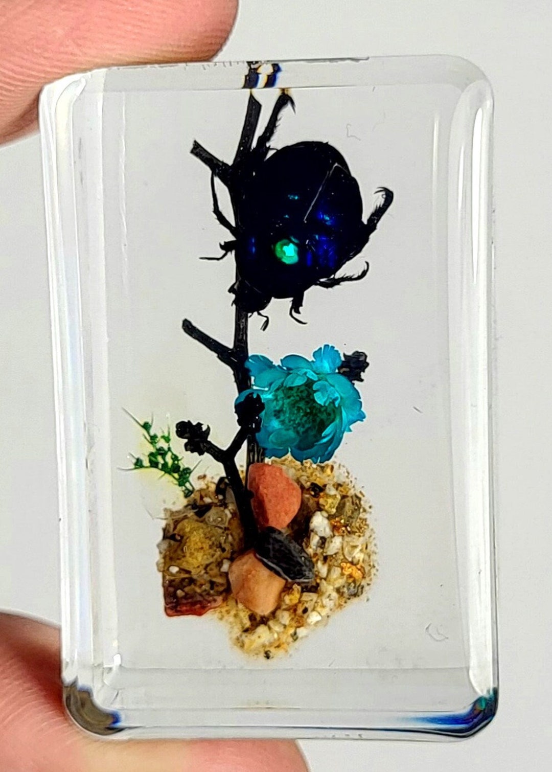 Real Blue Japanese Scarab Fruit Beetle on Brazil Star Flower in 44mm ...