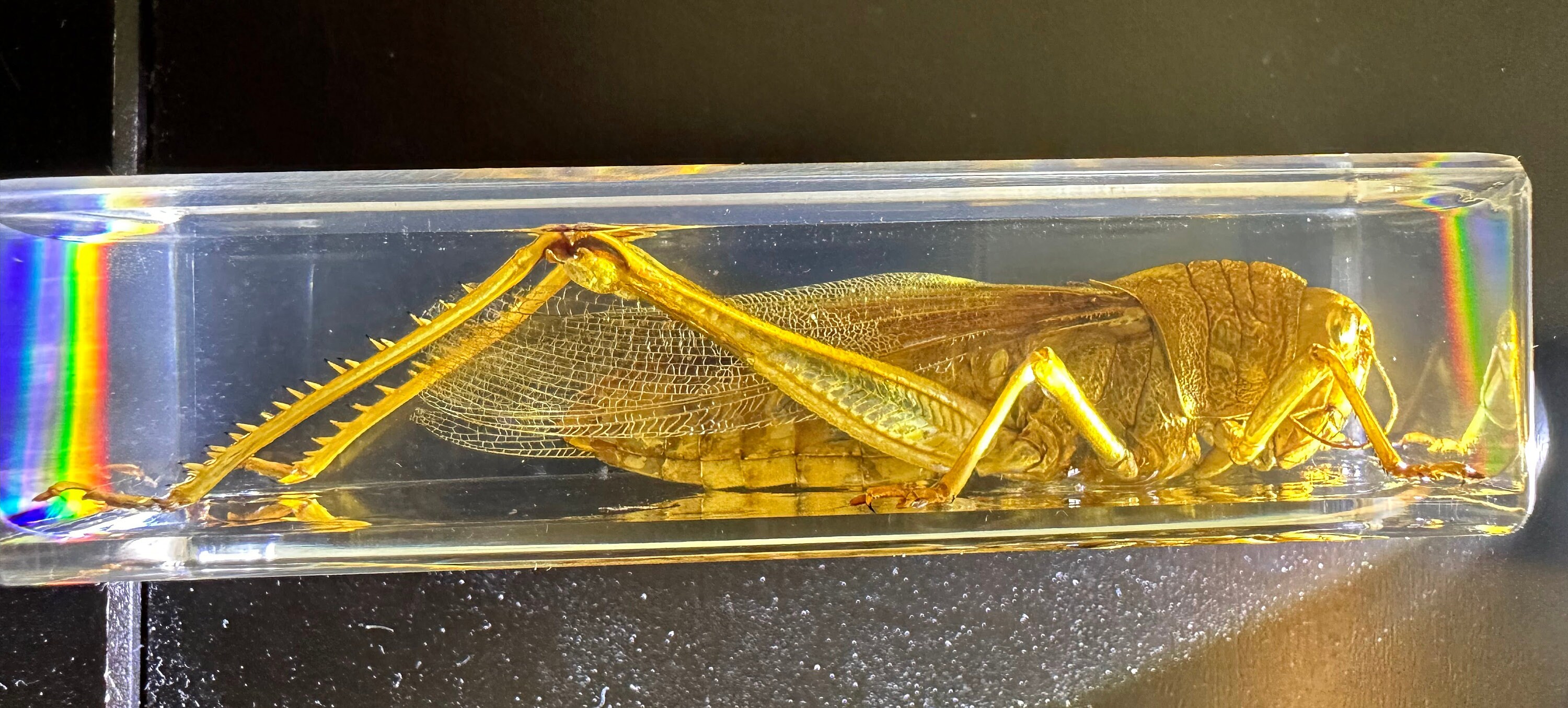 Large Real Golden Locust in Clear Lucite Resin 110mm Preserved ...