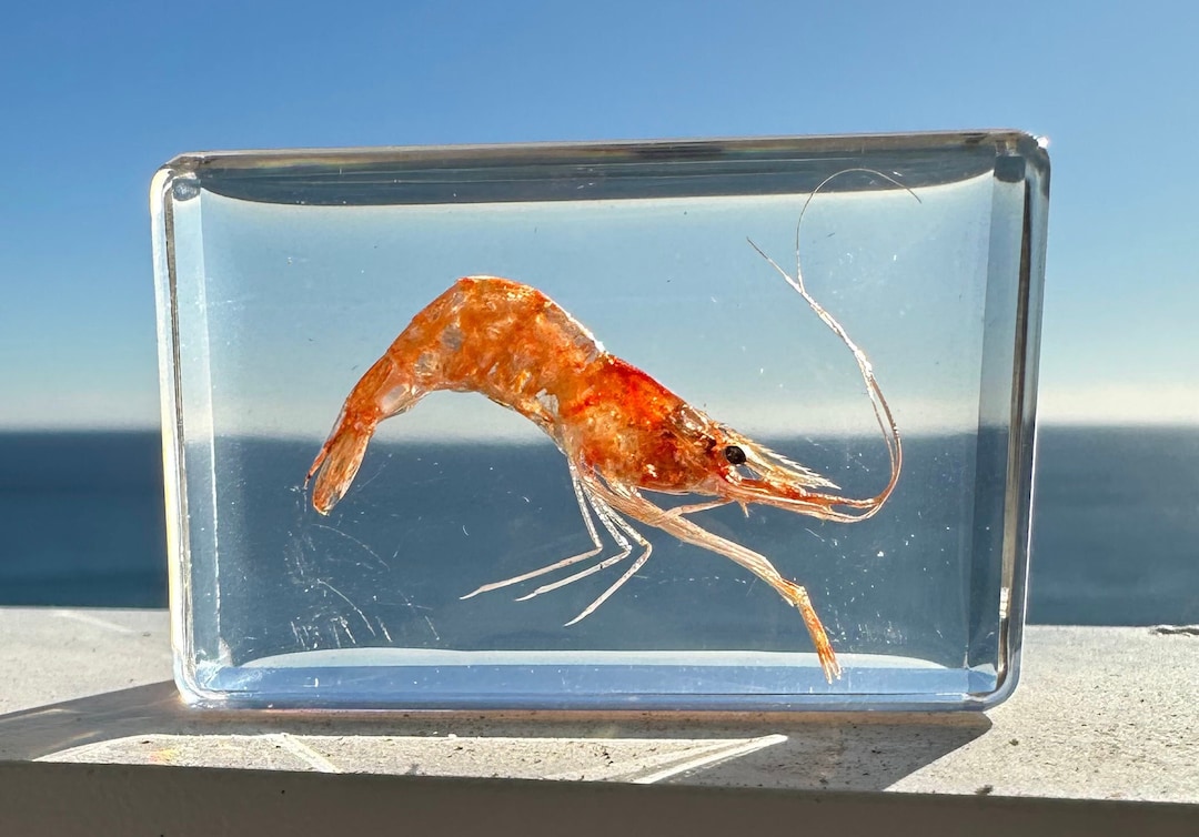 Real Shrimp in Clear Lucite Resin 44mm Preserved Oriental Freshwater ...
