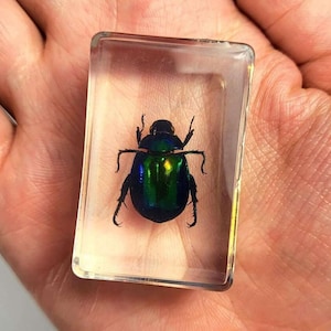 Real Colorful Scarab Beetle in Clear Lucite Resin 44mm Preserved ...