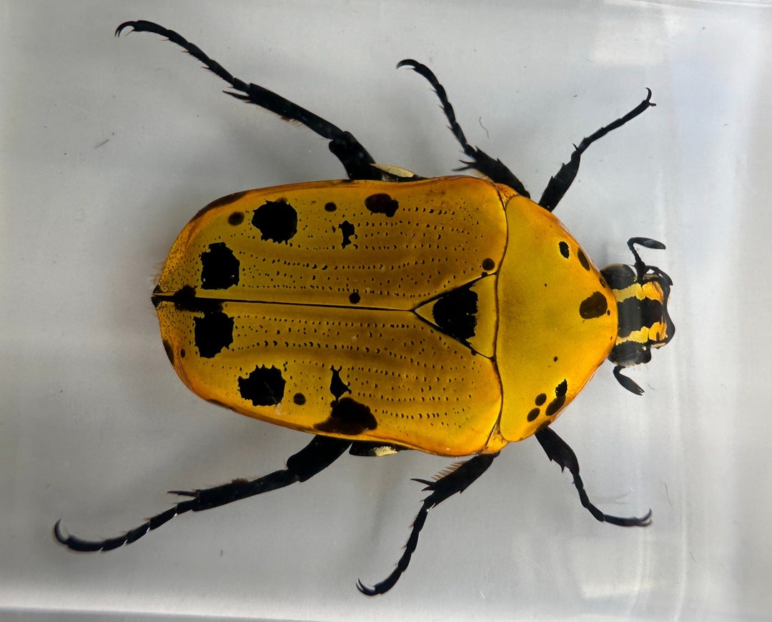 Real Madagascar Flower Beetle in Clear Lucite Resin 60mm Preserved ...