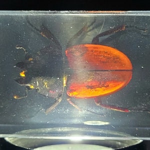 Real Stag Beetle Neolucanus Swinhoei in Clear Lucite 72mm Preserved ...