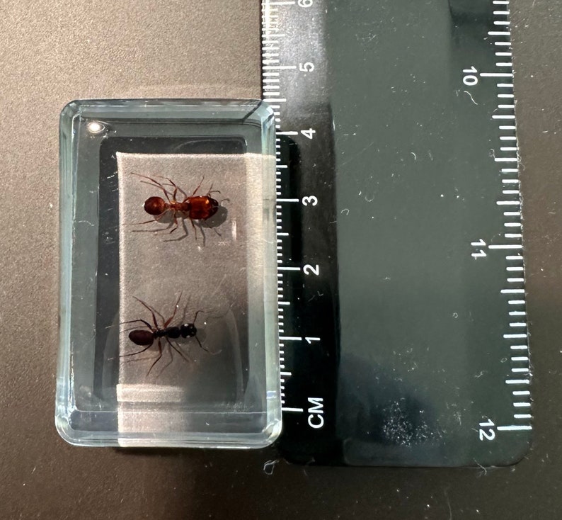 Real Weaver Ant & Red Giant Ant Pair in Clear Lucite Resin 44mm ...