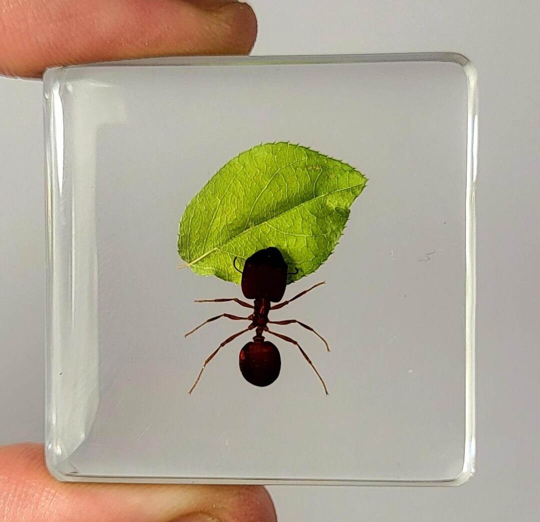 Real Giant Ant W/ Green Leaf in Clear Lucite Resin 38mm Diorama ...
