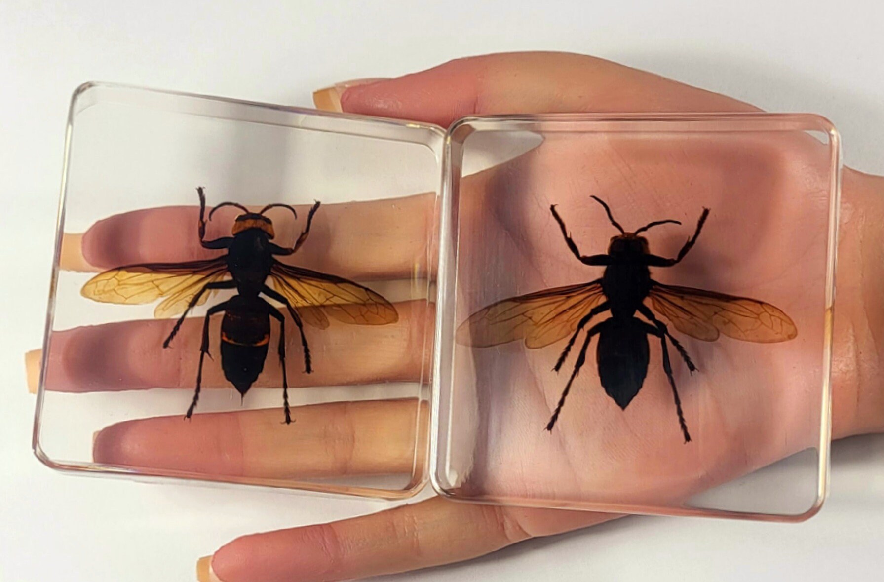 Real Asian Giant Hornet W/ Open Wings in 75mm Square Clear Lucite Resin ...