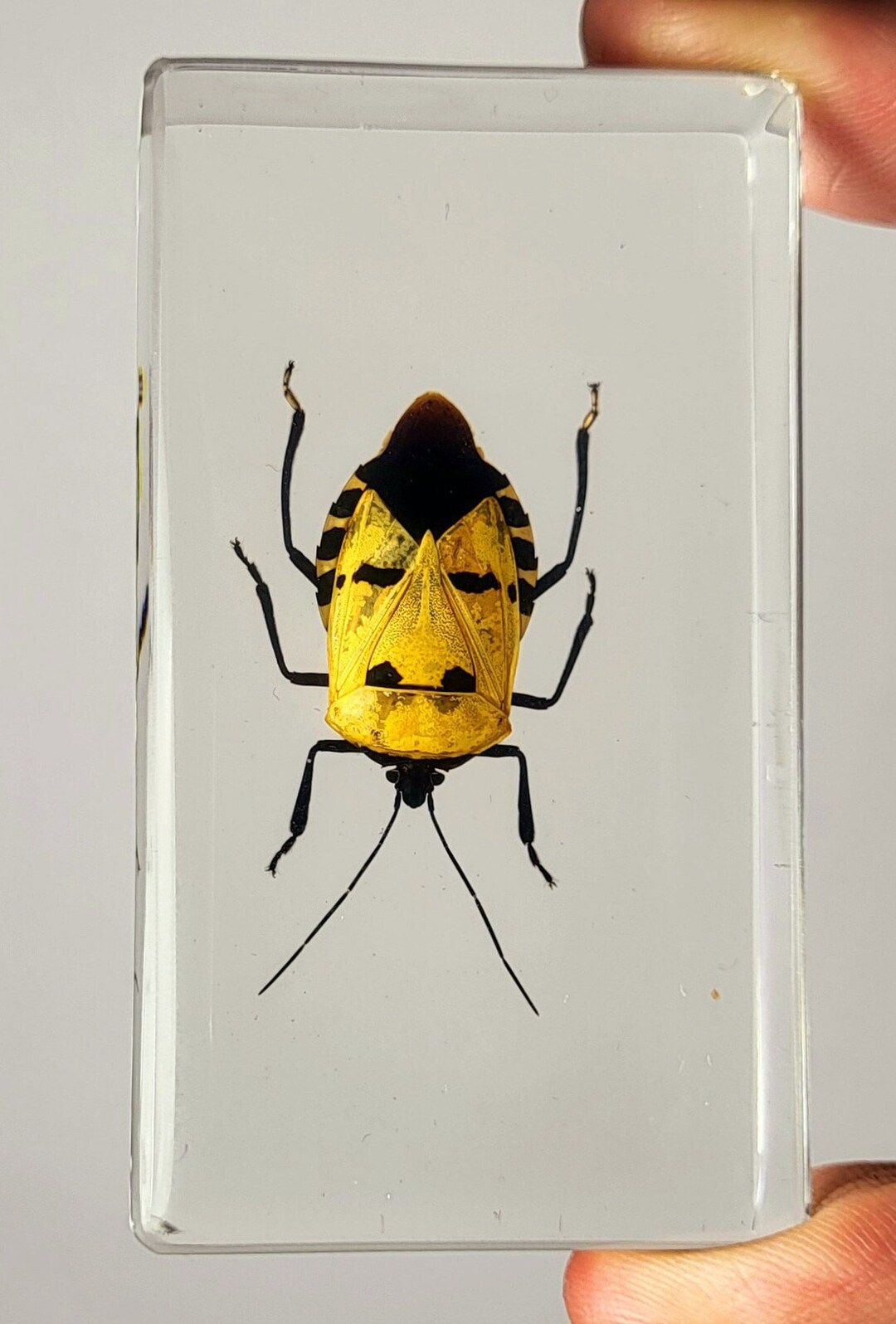 Real Man-faced Stink Bug in Clear Lucite Resin 73mm Preserved ...