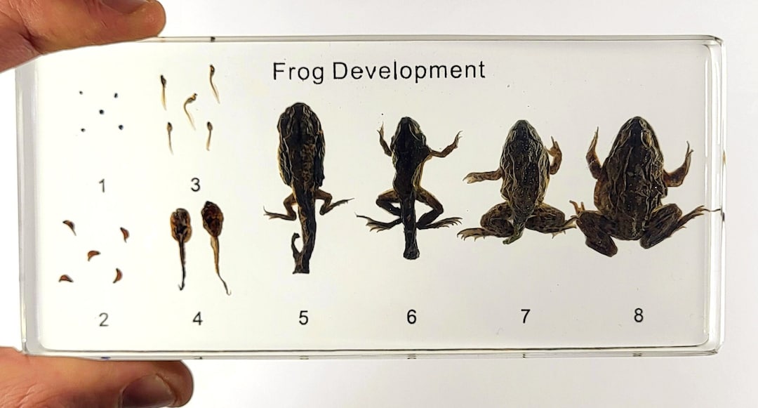 Real Lifecycle Frog Development in Clear Lucite Resin Paperweight 138mm ...