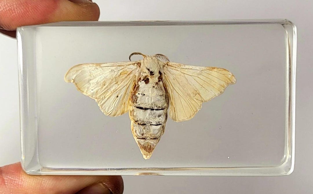 Real Silkworm Moth in Clear Lucite Resin 72mm Preserved Taxidermy ...