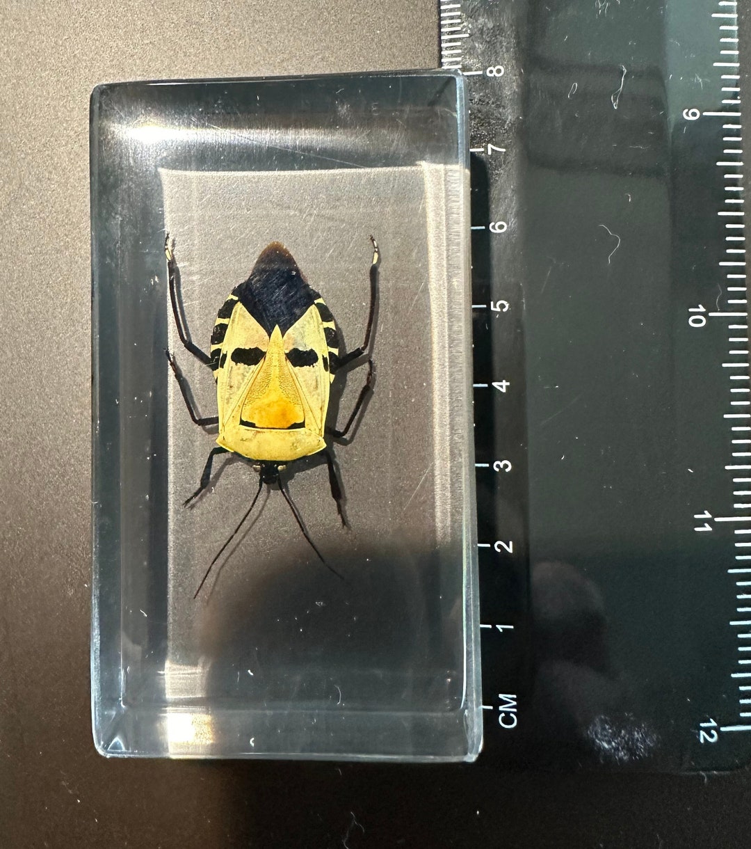 Real Man-faced Stink Bug in Clear Lucite Resin 73mm Preserved ...
