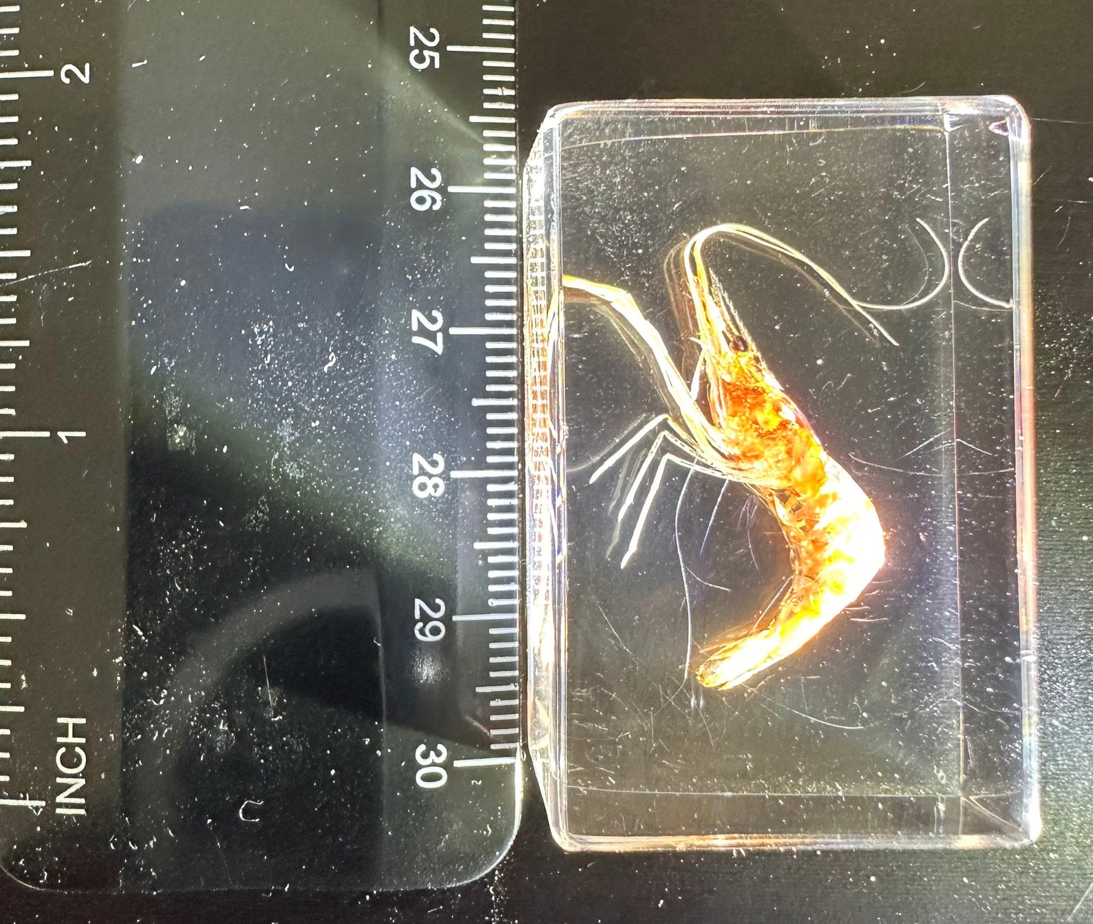 Real Shrimp in Clear Lucite Resin 44mm Preserved Oriental Freshwater ...