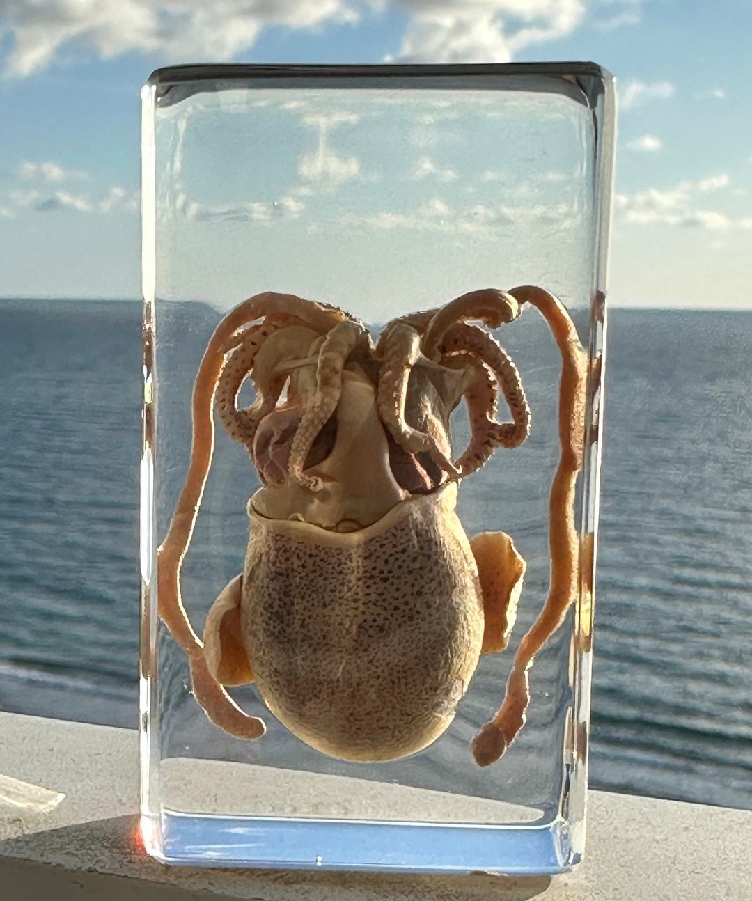 Real Cuttlefish in Clear Lucite Resin 73mm Preserved Sea Marine Mollusk ...