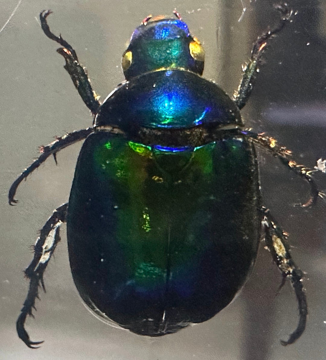 Real Colorful Scarab Beetle in Clear Lucite Resin 44mm Preserved ...