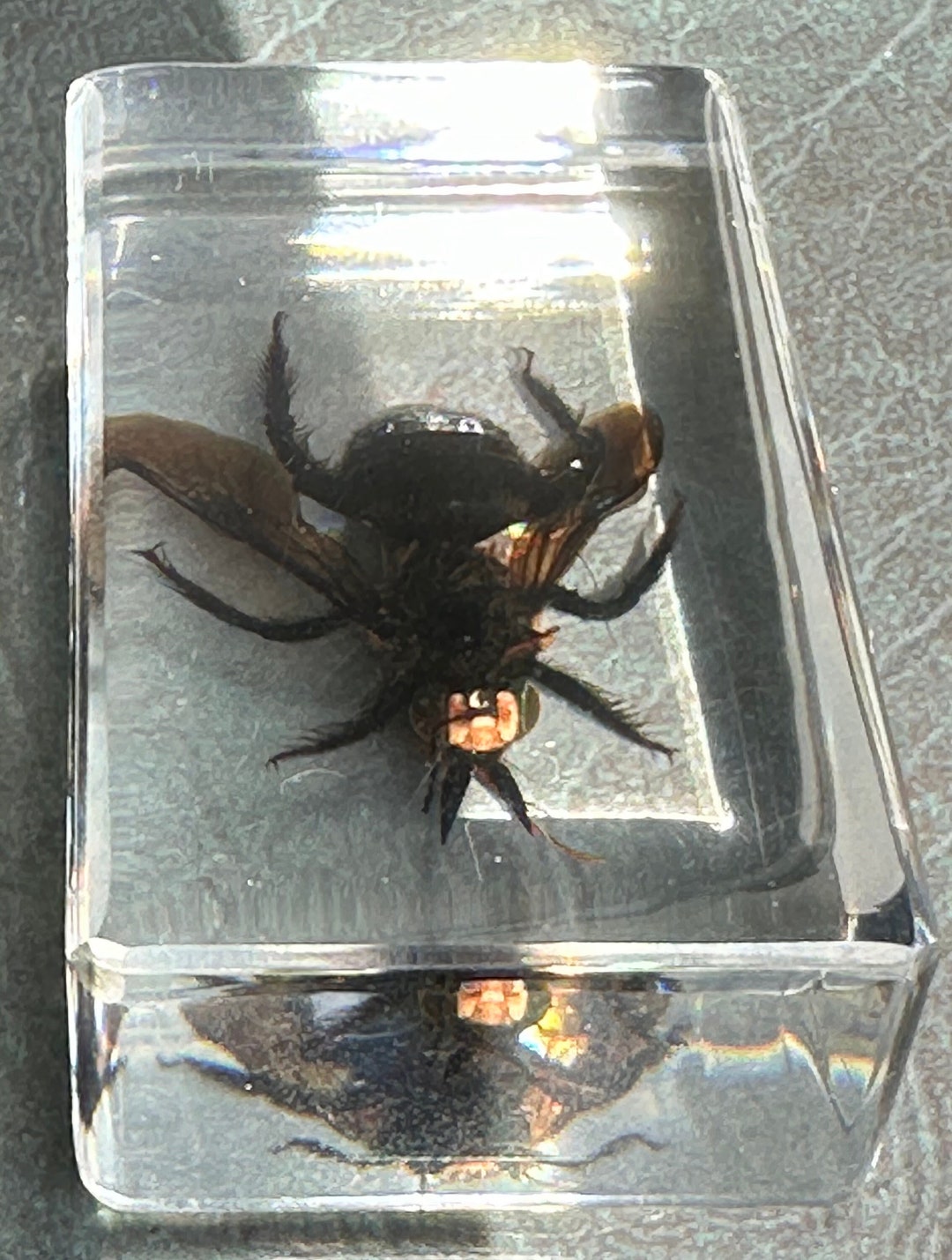 Real Carpenter Bamboo Bee in Clear Lucite Resin 59mm Preserved ...