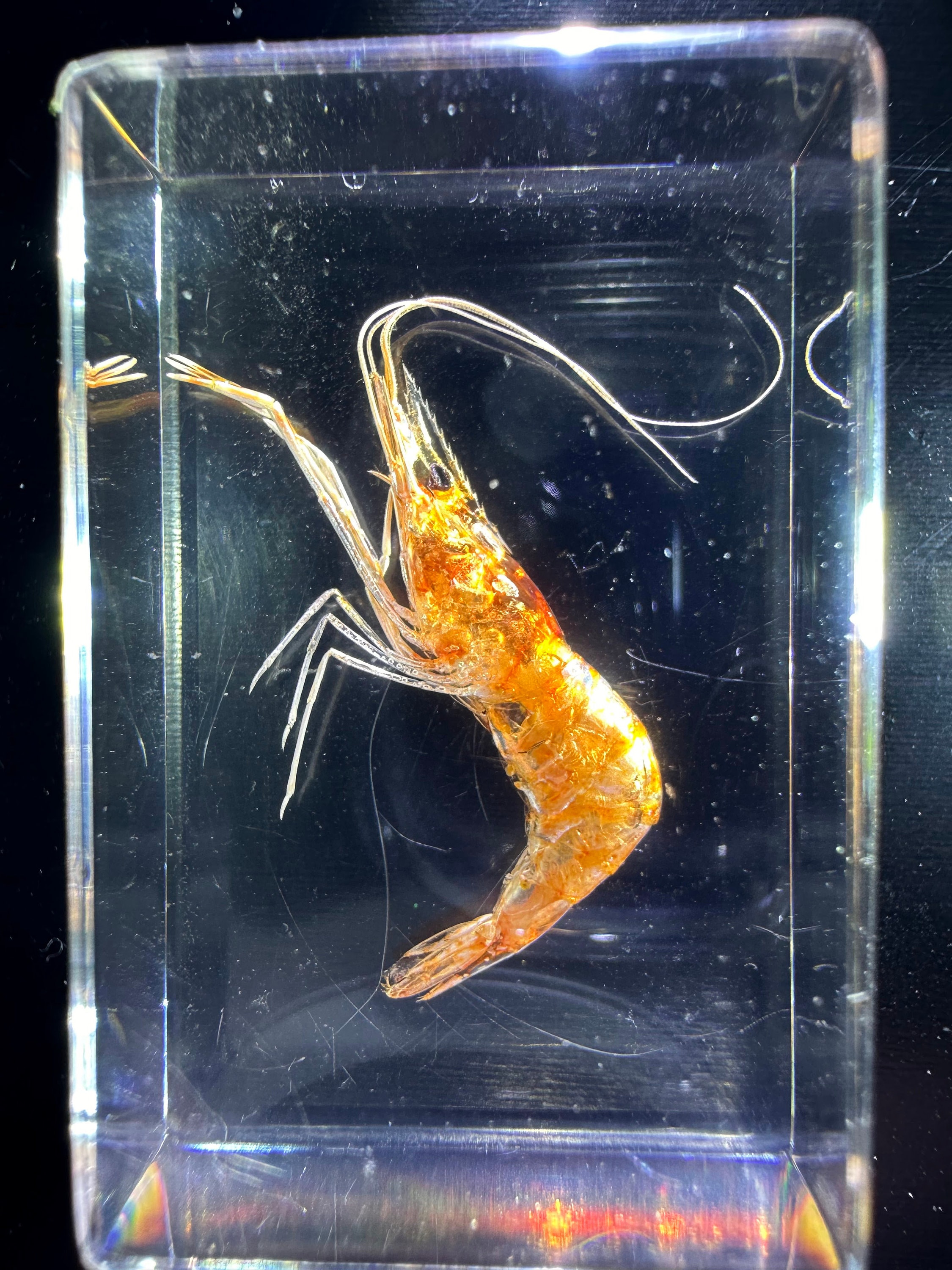 Real Shrimp in Clear Lucite Resin 44mm Preserved Oriental Freshwater ...