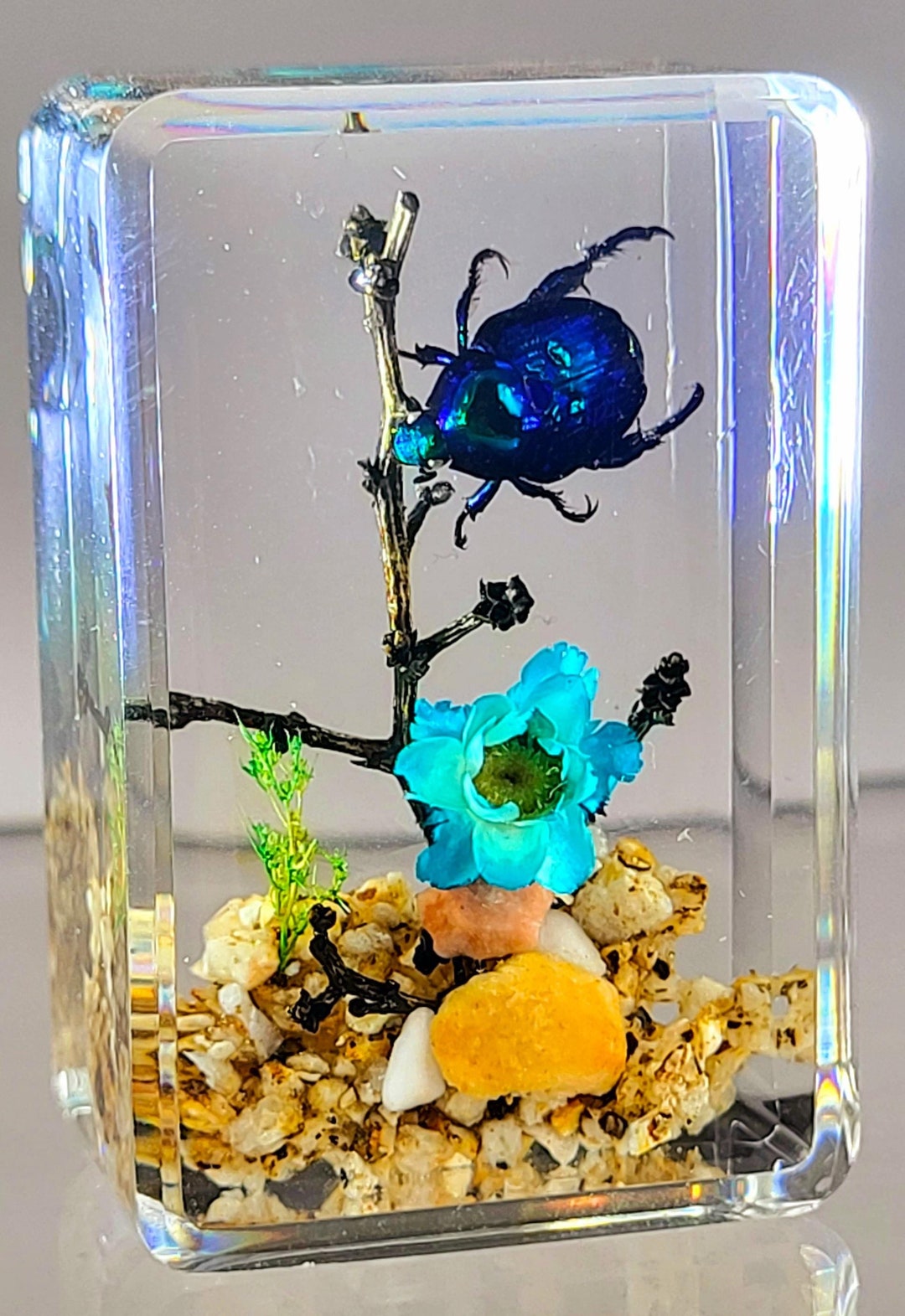 Real Blue Japanese Scarab Fruit Beetle on Brazil Star Flower in 44mm ...