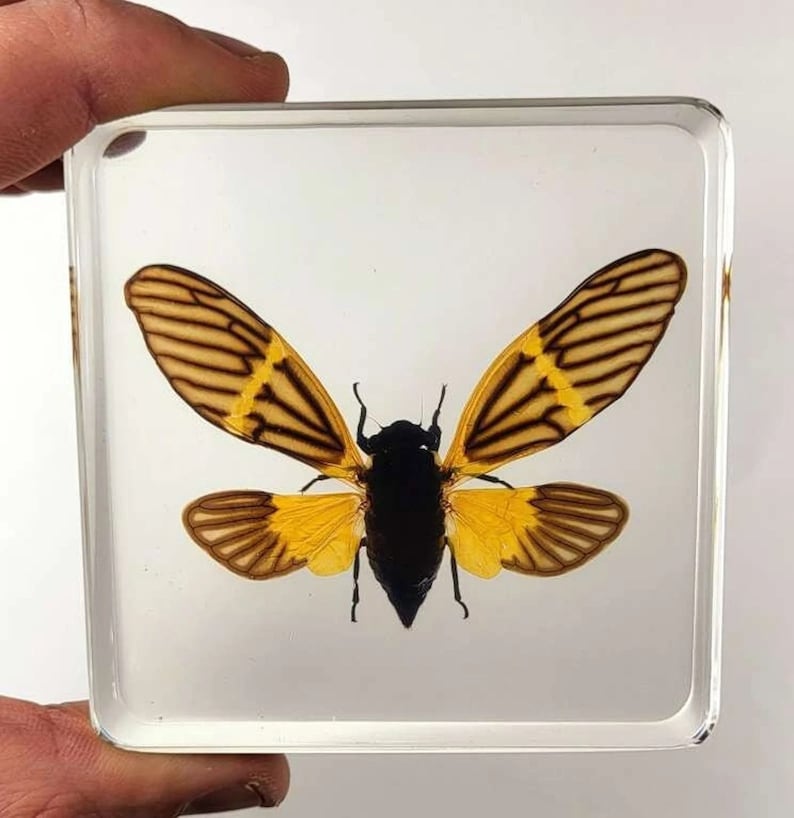 Real Cicada in Clear Lucite Resin, Real Cicada W/ Open Wings, Spotted ...