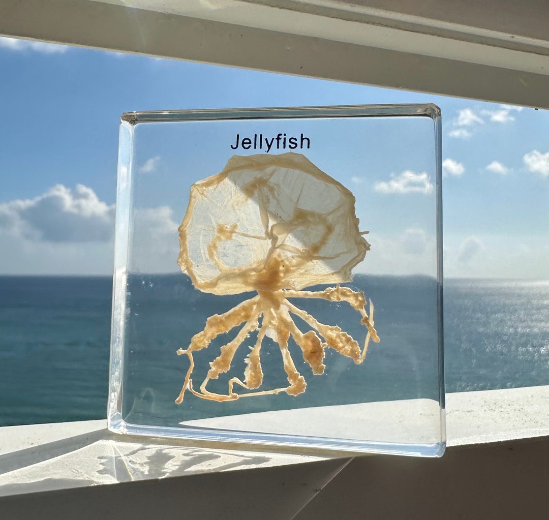 Real Jellyfish in Clear Lucite Resin Specimen 75mm Preserved Sea Marine ...