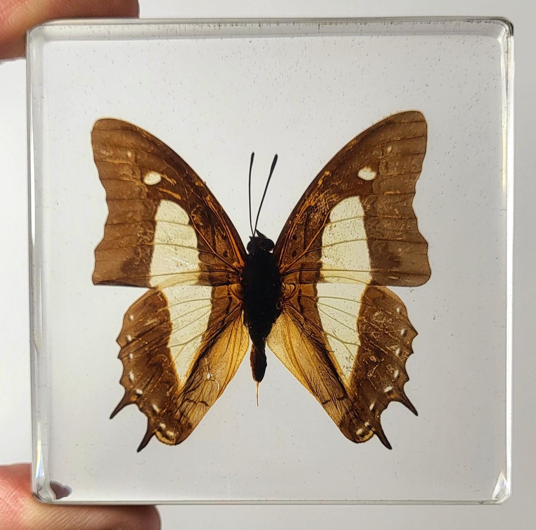 Real Common Nawab Butterfly in Clear Lucite Resin 74mm Preserved ...