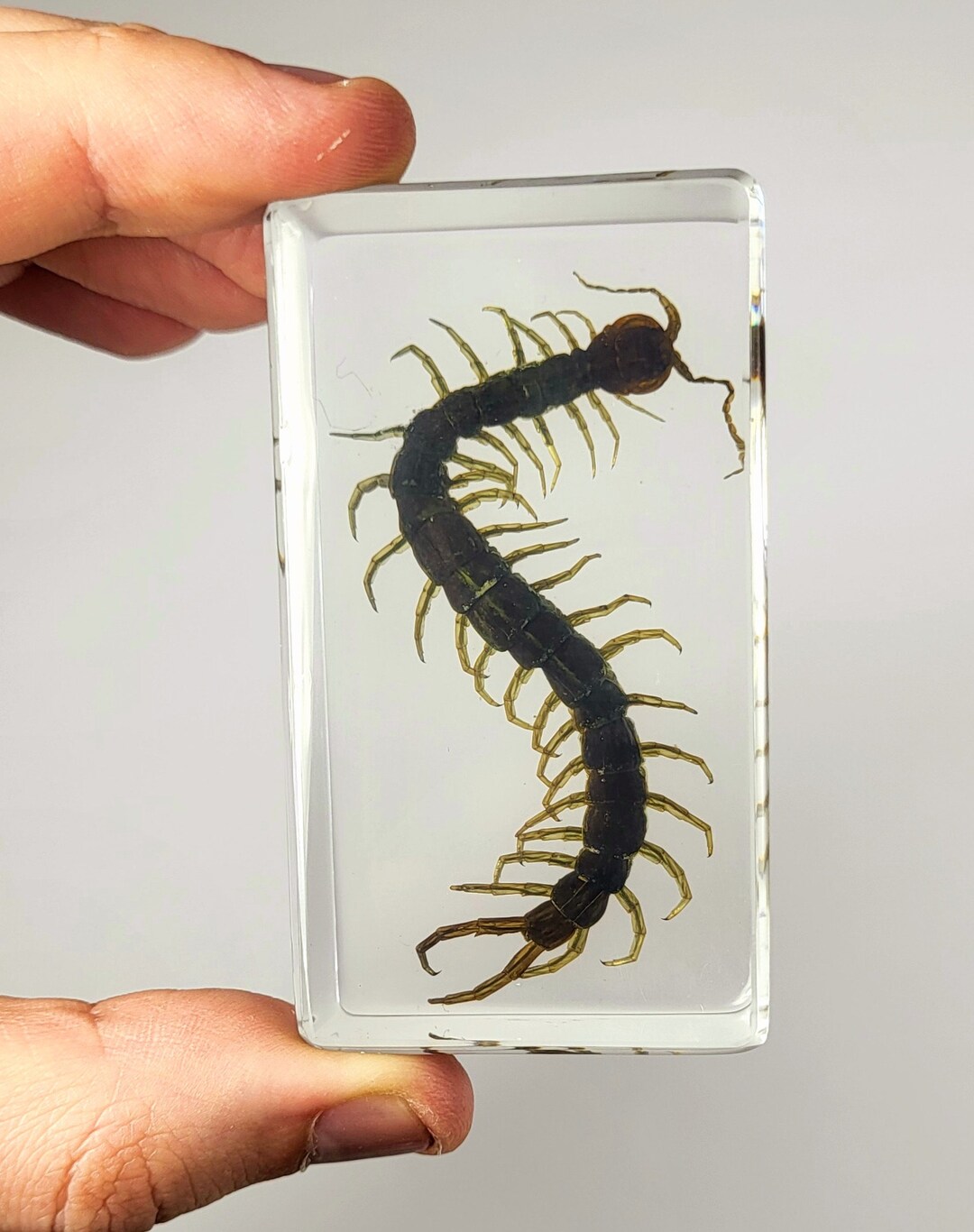 Real Black Centipede in Clear Lucite Resin 73mm Preserved Insect ...