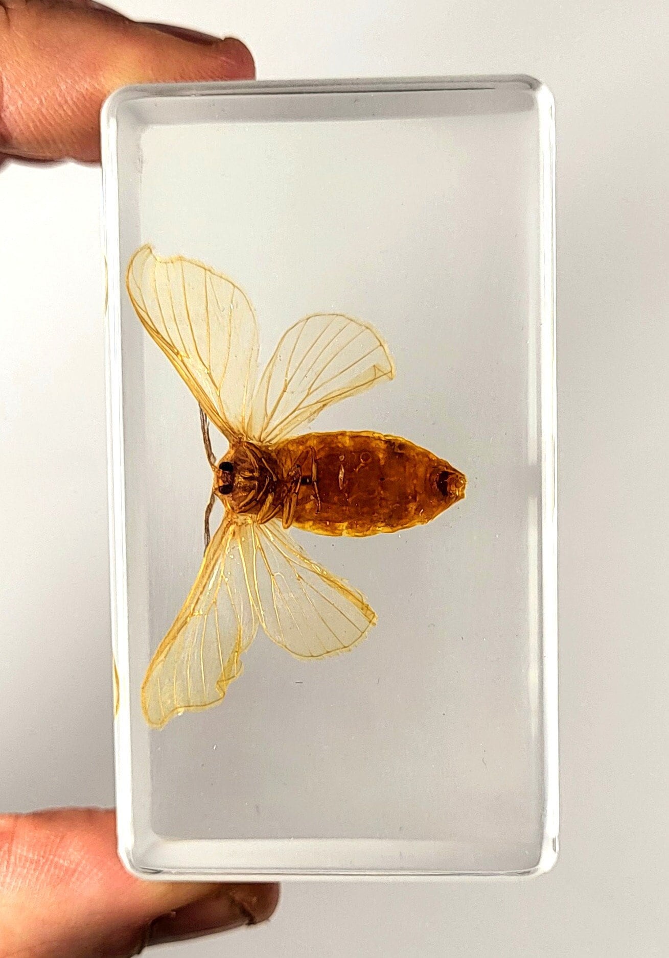 Real Silkworm Moth in Clear Lucite Resin 72mm Preserved Taxidermy ...