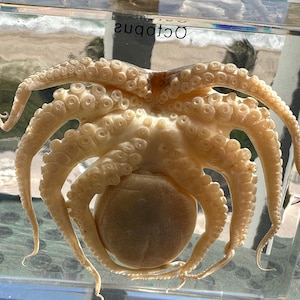 Real Octopus in Clear Lucite Resin 94mm Preserved Sea Marine Mollusc ...