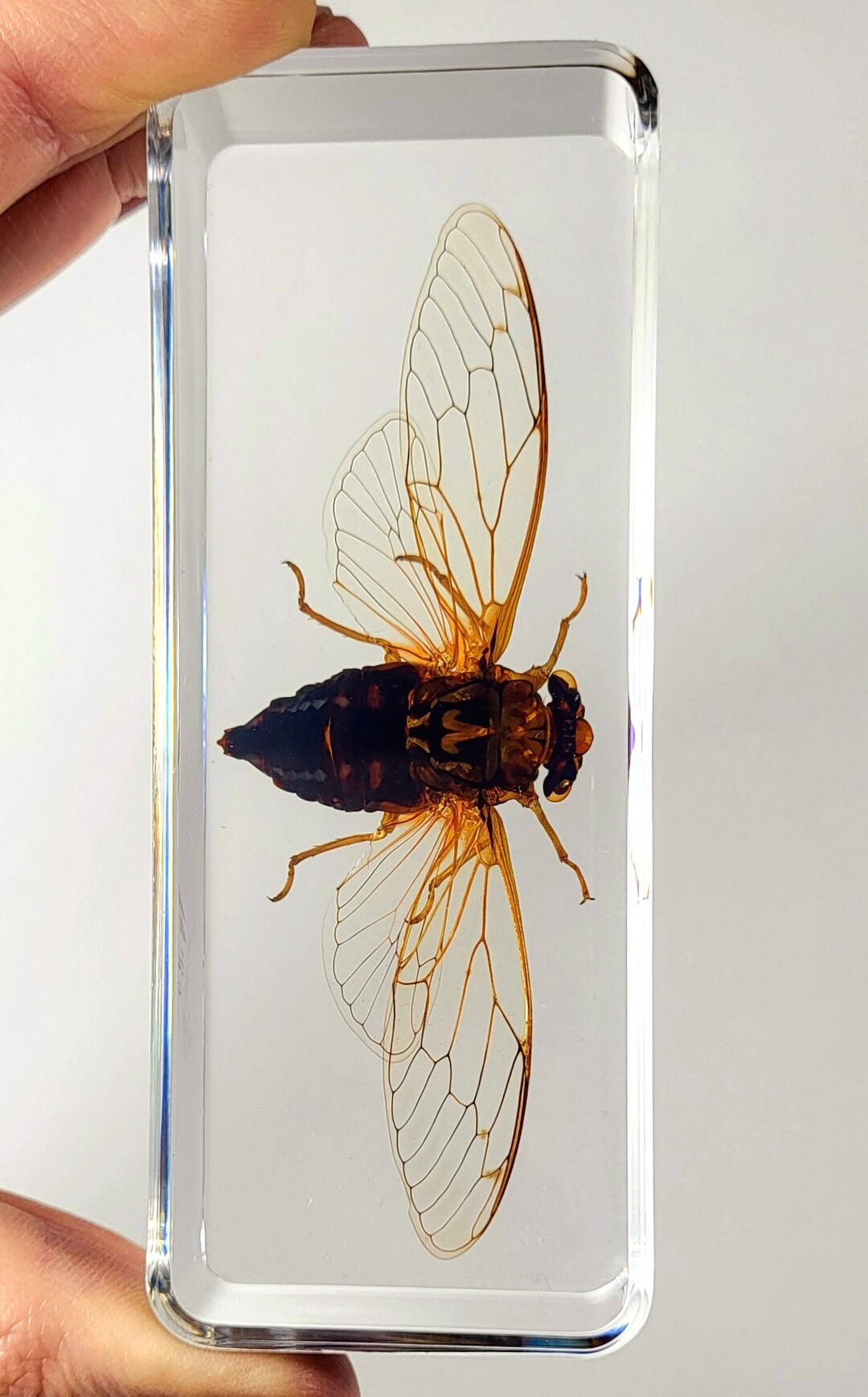 Real Cicada W/ Open Wings in Clear Lucite Resin Acrylic 110mm Preserved ...