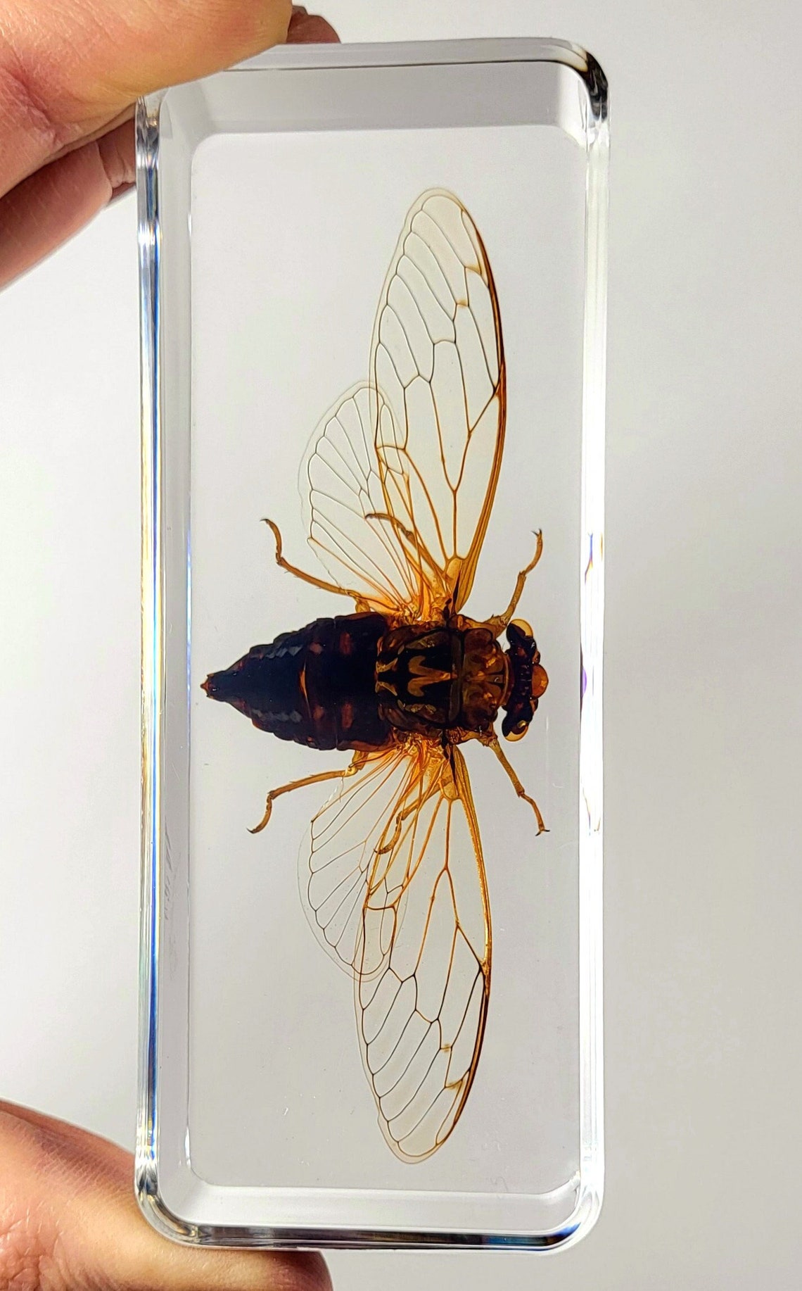 Real Cicada W/ Open Wings in Clear Lucite Resin Acrylic 110mm Preserved ...