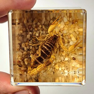 Real Golden Scorpion on Stone Pebbles in Clear Lucite Resin 40mm Cube ...