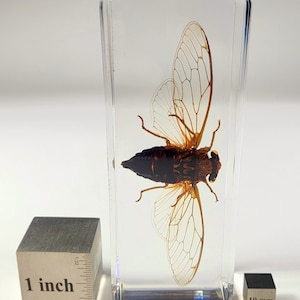 Real Cicada W/ Open Wings in Clear Lucite Resin Acrylic 110mm Preserved ...