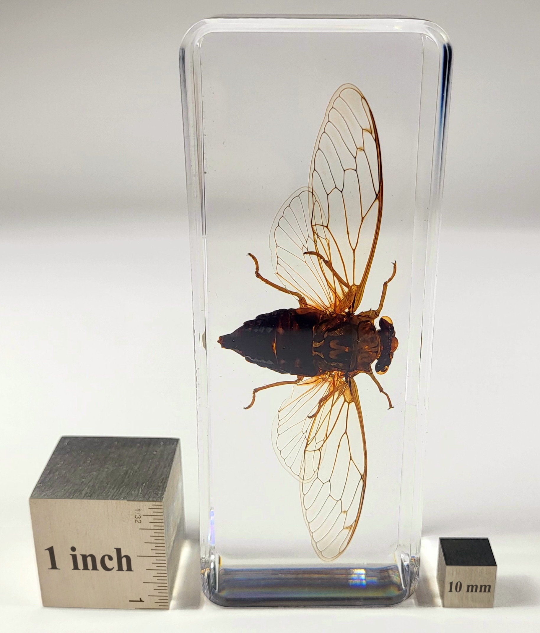 Real Cicada W/ Open Wings in Clear Lucite Resin Acrylic 110mm Preserved ...