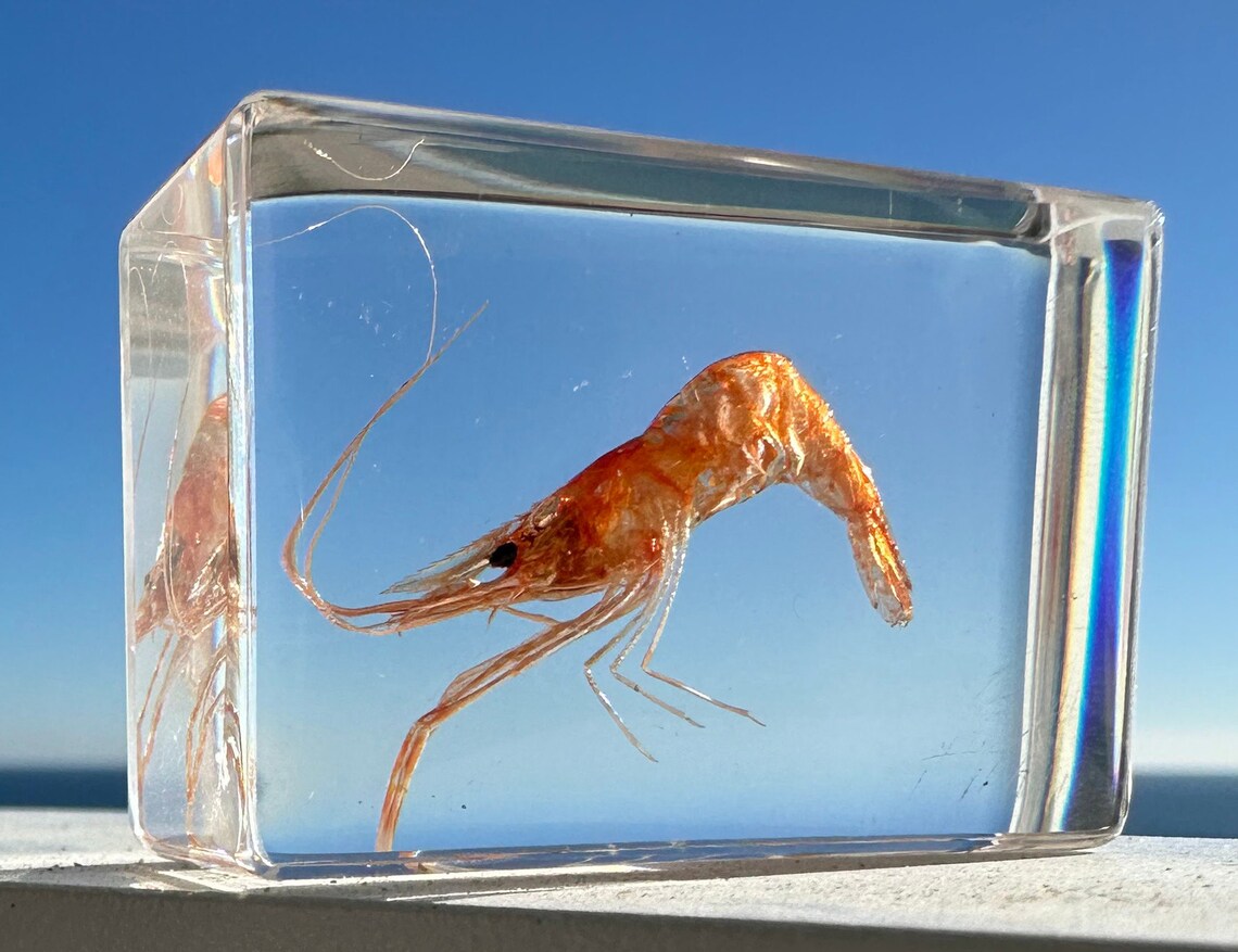 Real Shrimp in Clear Lucite Resin 44mm Preserved Oriental Freshwater ...