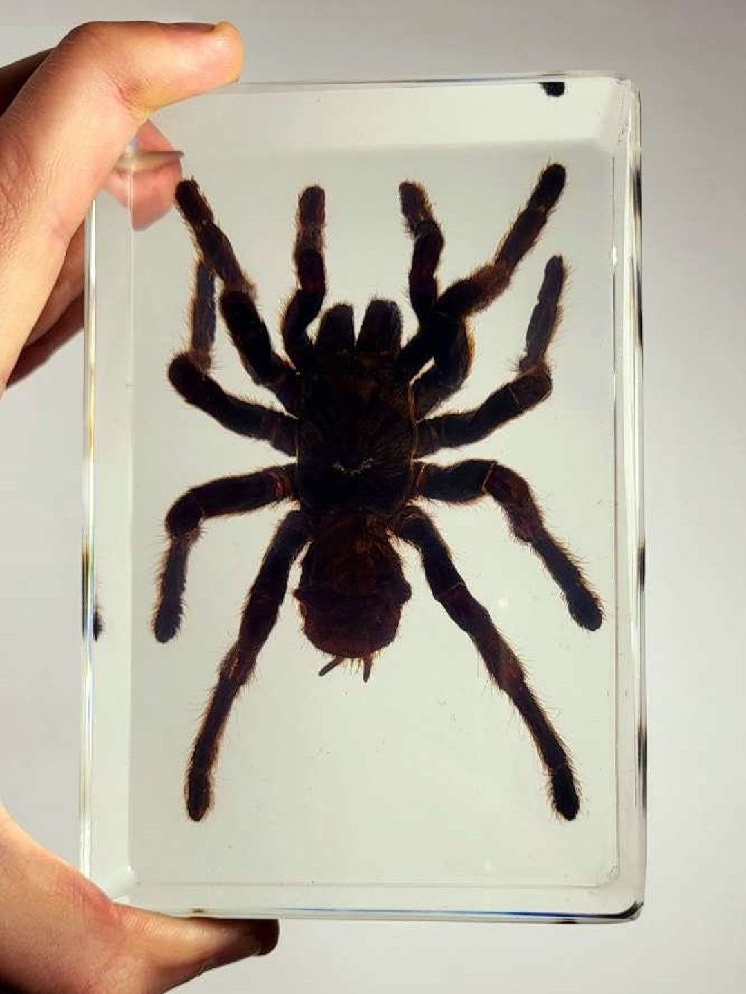 Huge Real Tarantula Spider in Clear Lucite Resin 134mm Halloween ...