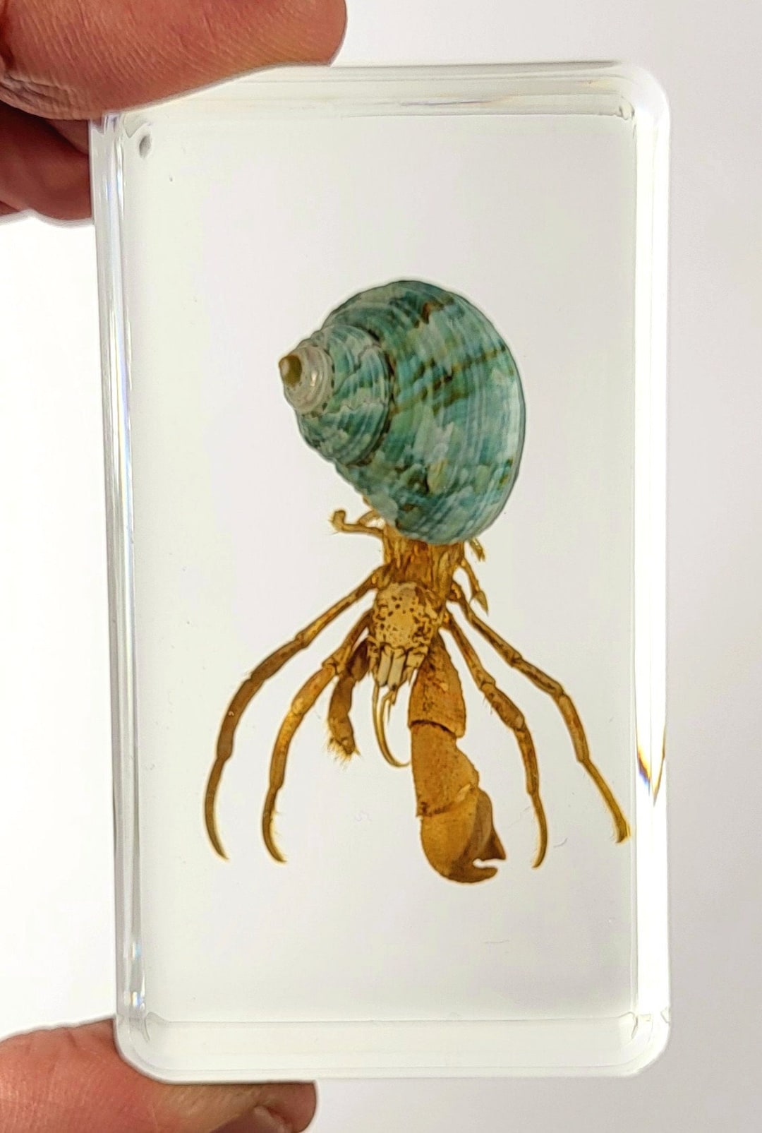 Real Wrinkled Hermit Crab in Clear Lucite Resin 74mm Preserved Sea ...