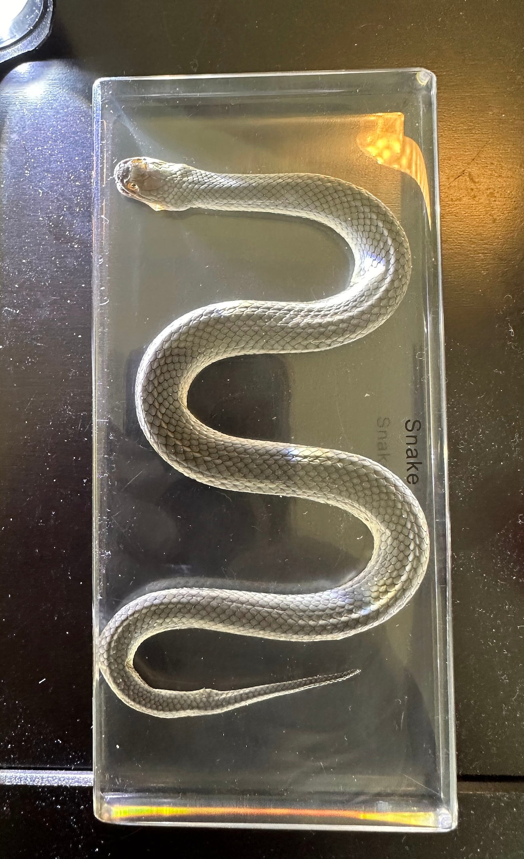 Chinese Water Snake Encased in Clear Lucite Resin Paperweight 160mm ...