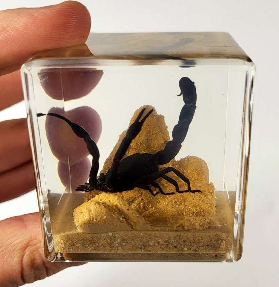 Real Black Scorpion on Sand in Clear Lucite Resin Diorama 50mm - Etsy
