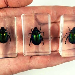 Real Colorful Scarab Beetle in Clear Lucite Resin 44mm Preserved ...