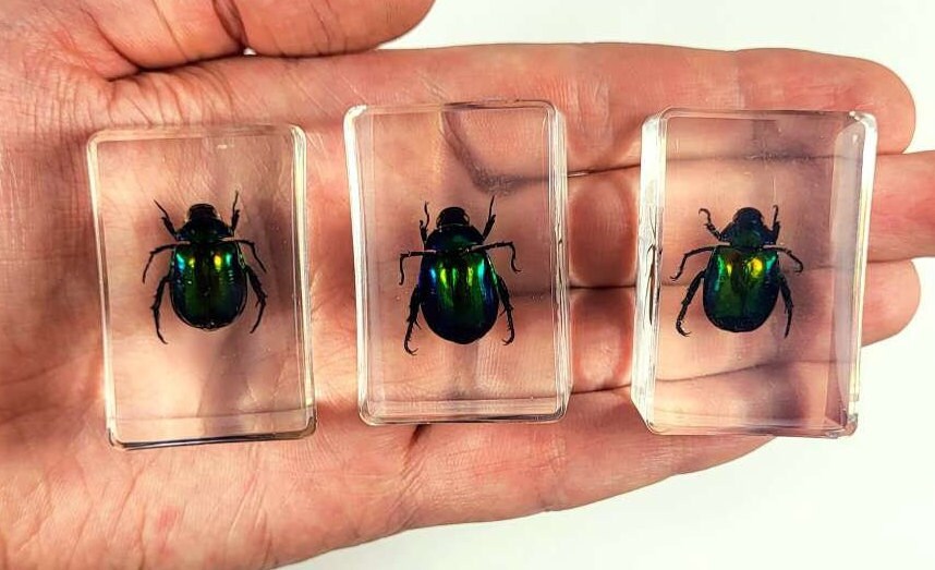 Real Colorful Scarab Beetle in Clear Lucite Resin 44mm Preserved ...
