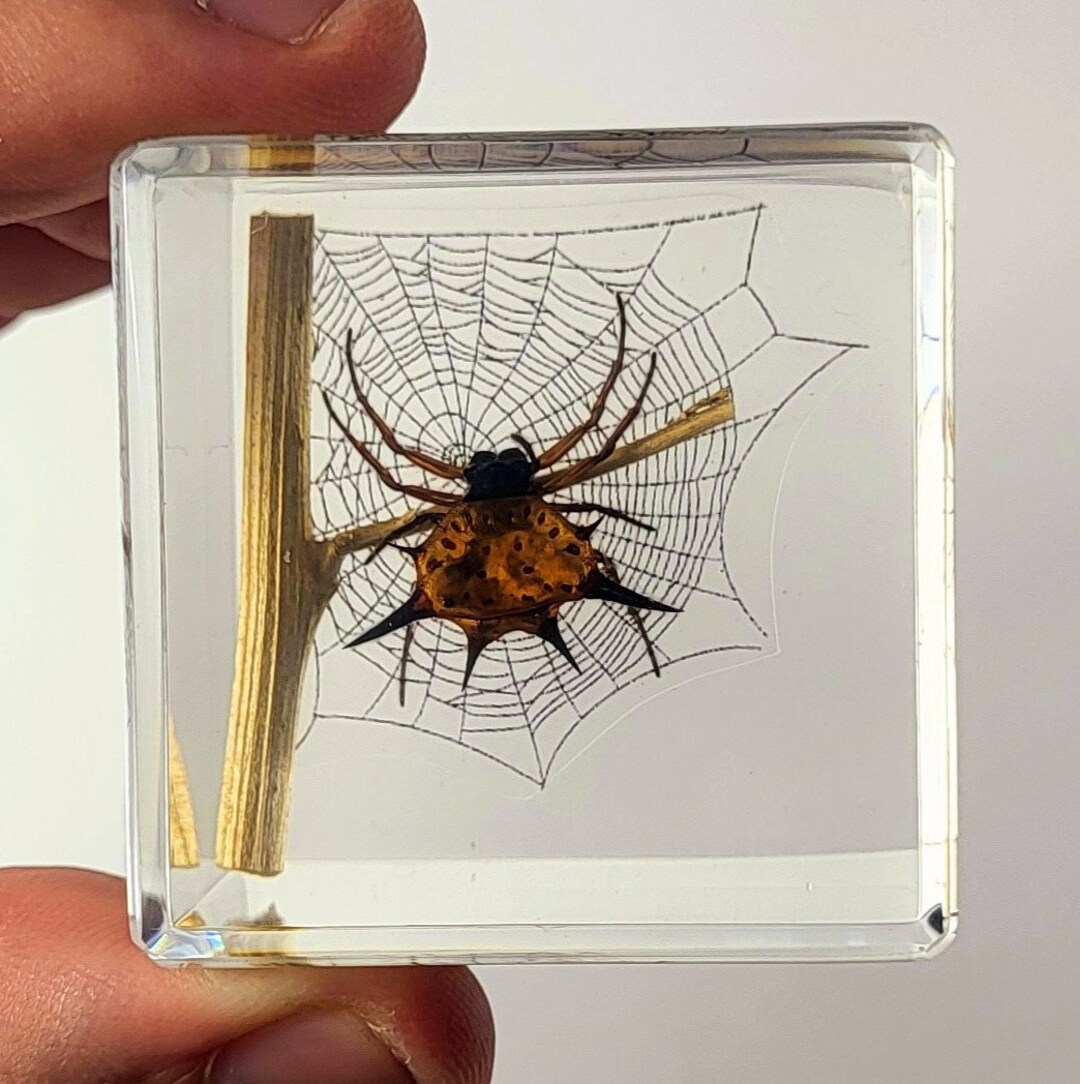 Real Spiny Spider on Web W/ Wood Décor in Clear Lucite Resin 40mm Cube ...