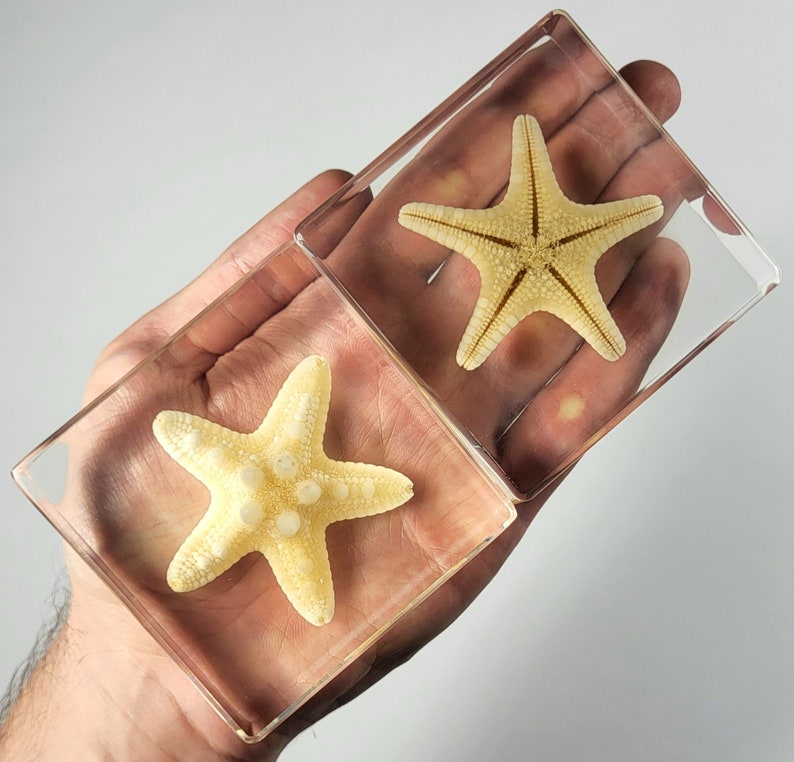Real Starfish in Clear Lucite Resin 74mm Paperweight Preserved Aquatic ...