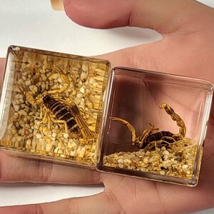 Real Golden Scorpion on Stone Pebbles in Clear Lucite Resin 40mm Cube ...