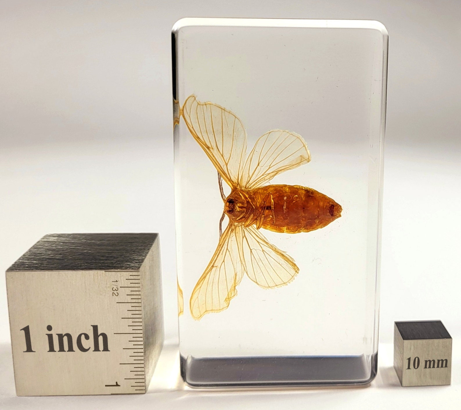 Real Silkworm Moth in Clear Lucite Resin 72mm Preserved Taxidermy ...