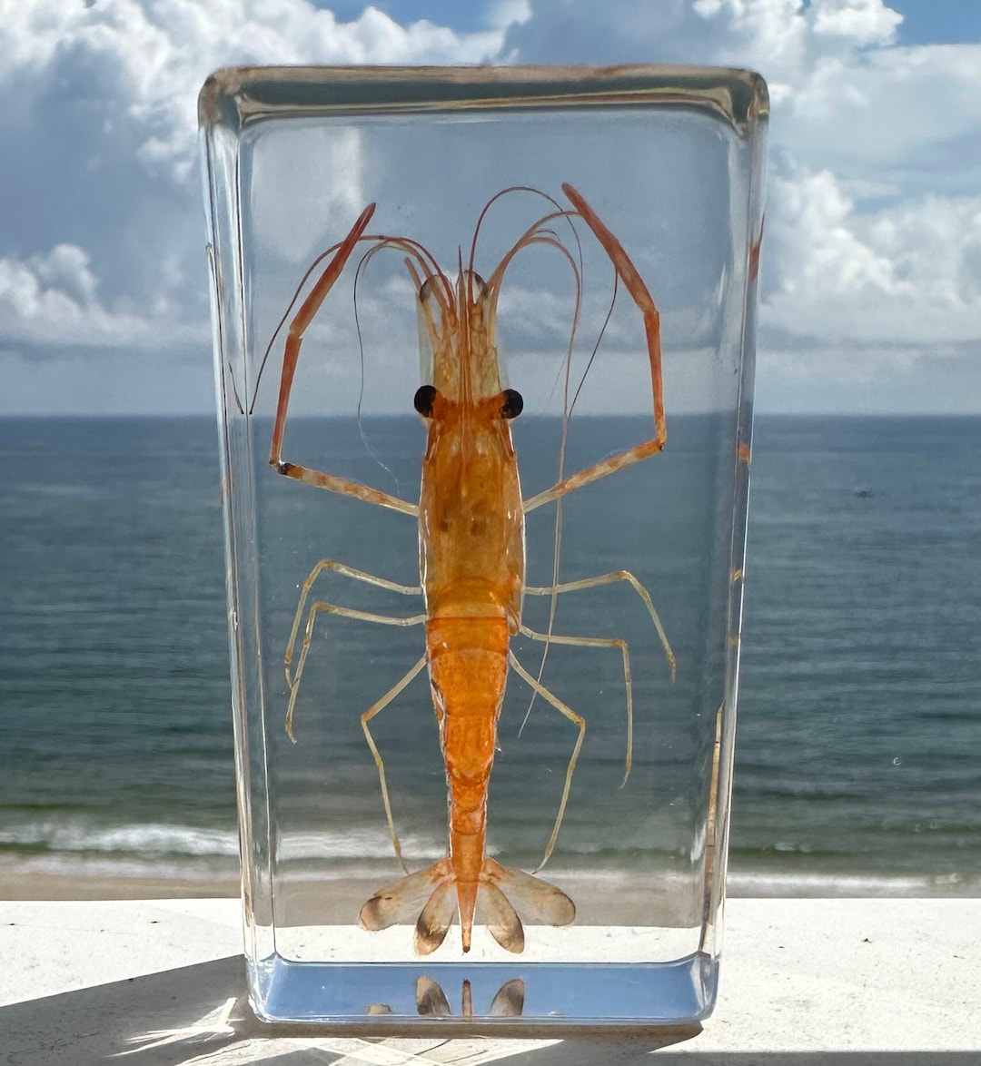 Real Shrimp in Clear Lucite Resin 72mm Preserved Oriental Freshwater ...