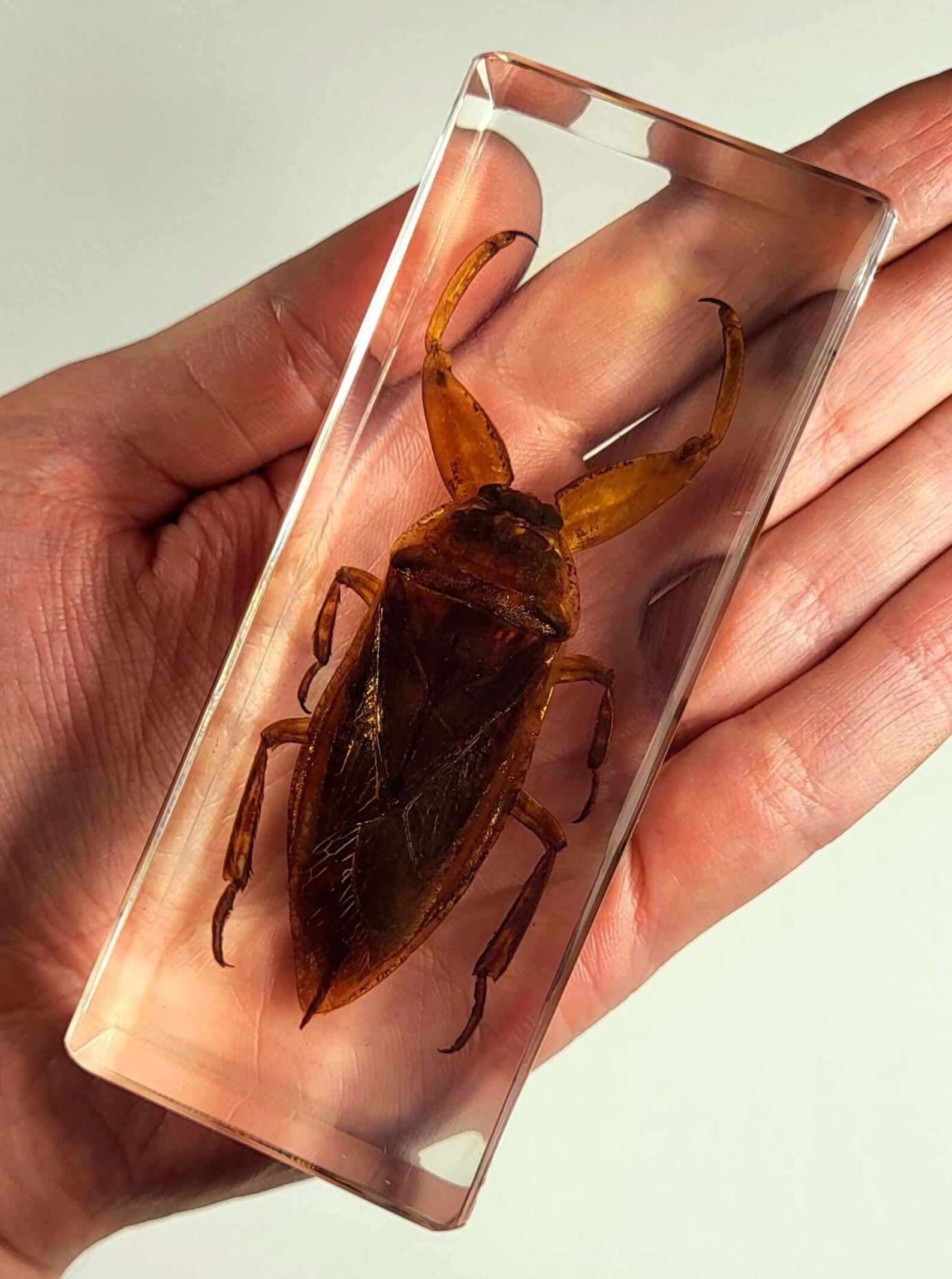 Real Giant Asian Water Bug in Clear Lucite Resin 109mm Preserved ...