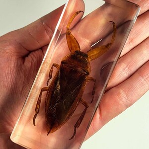 Real Giant Asian Water Bug in Clear Lucite Resin 109mm Preserved ...